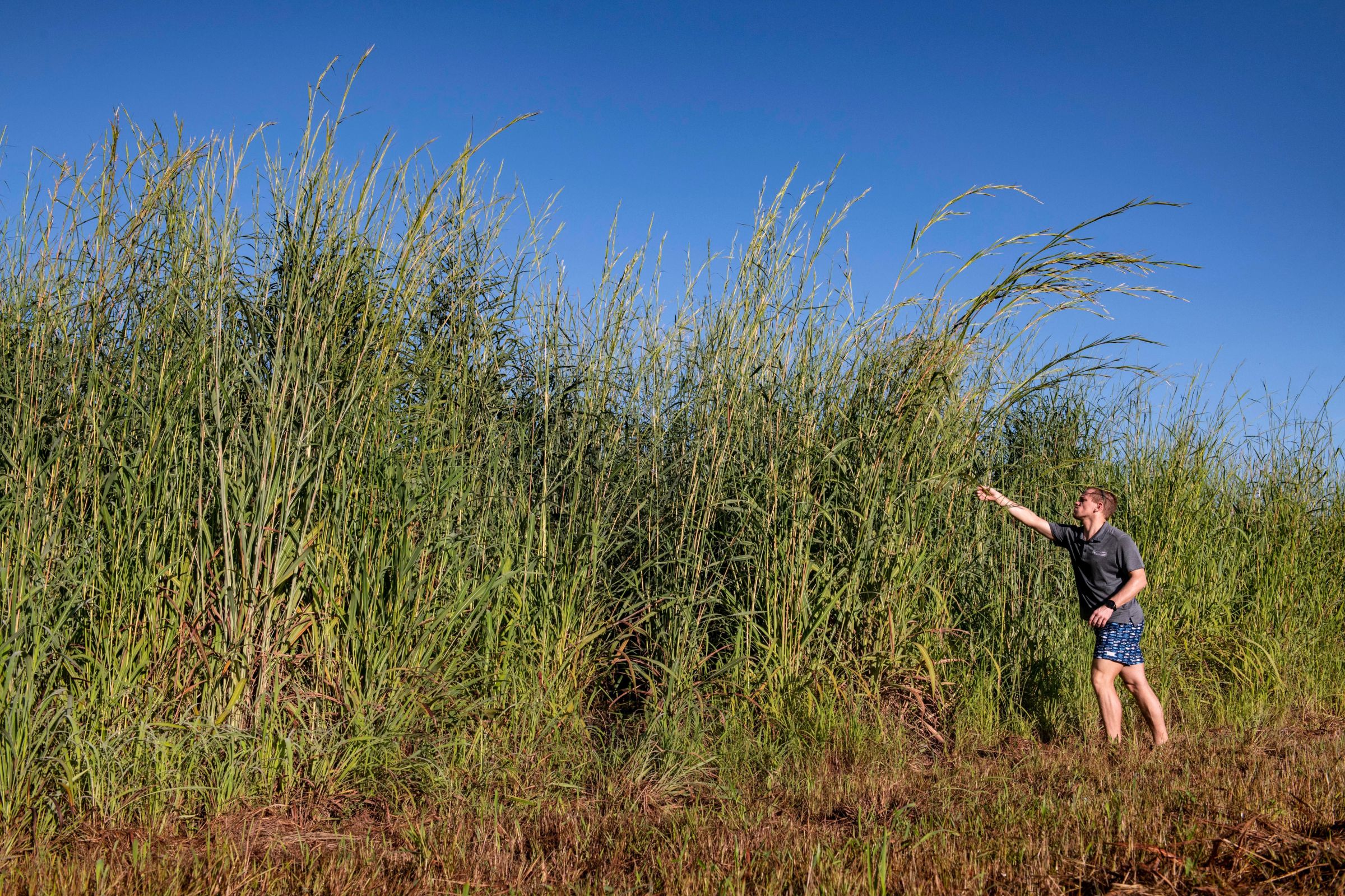 Mapping invasive grasses with machine learning - Spatial Source