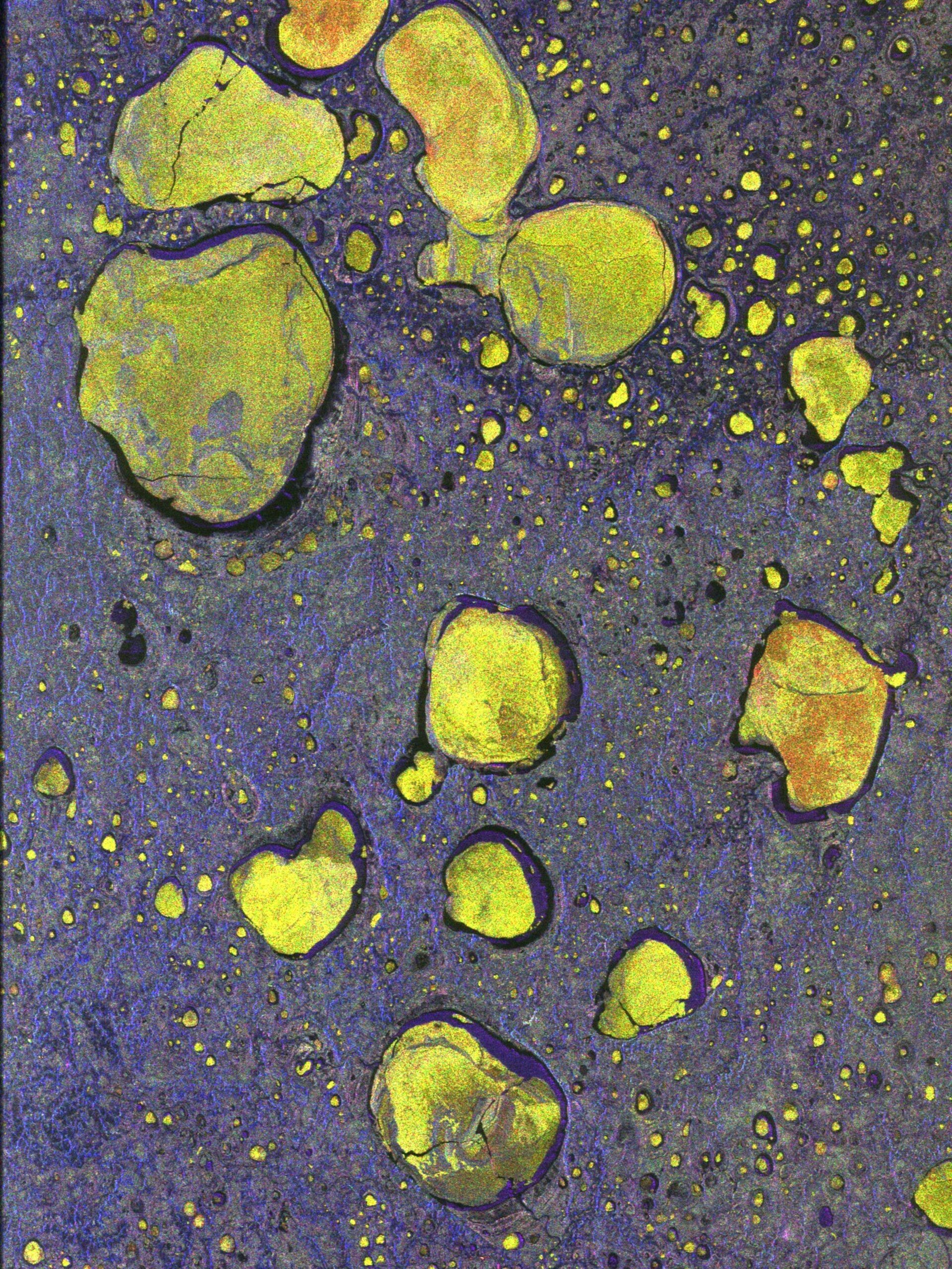 Biomass’ first year of mapping Earth’s vegetation - Spatial Source